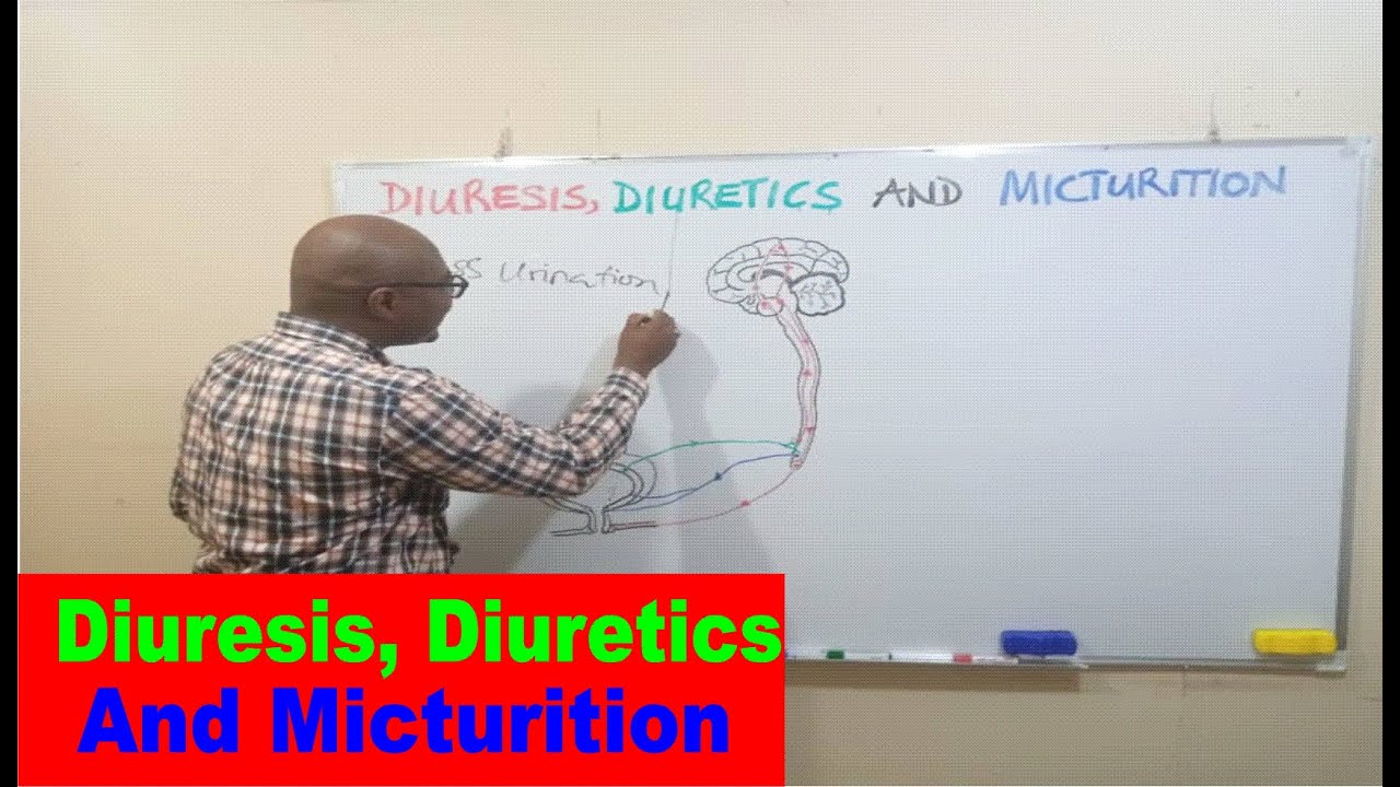 Diuresis, Diuretics and Micturition - YouTube
