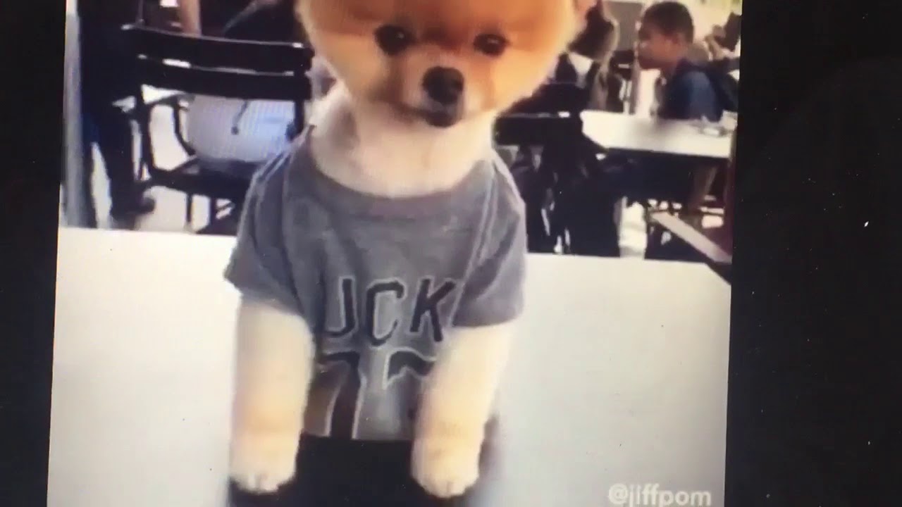 Cool Dabing Dog - YouTube