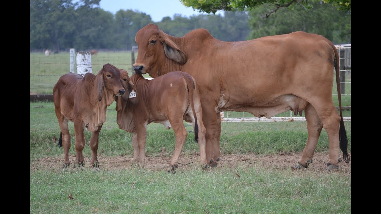 Muestra de Ganado Gyr para Remate - TvAgro por Juan Gonzalo Angel - YouTube