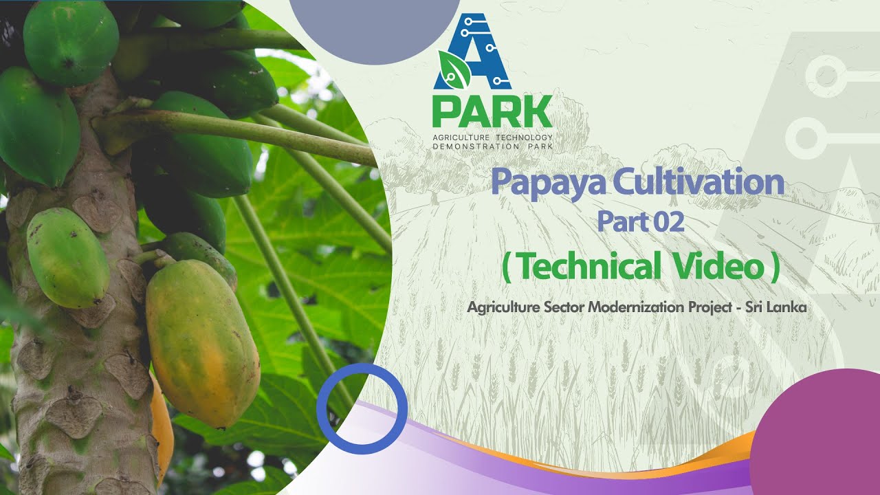 Papaya Technical Part 02 - YouTube