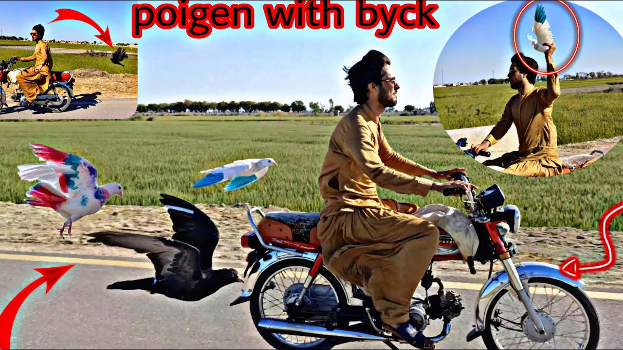 How to trend pigeon with bike first try 🕊️ | Kabotar ke bachy ko pehle ...
