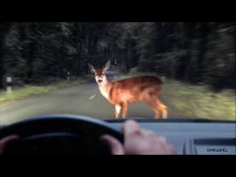 Wildwechsel - Krimi Hörspiel - Hans Siebe