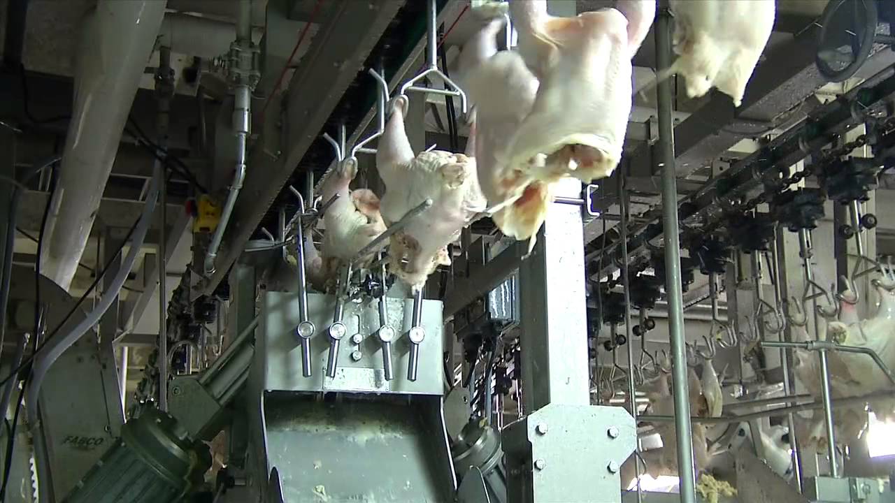 Meyn® Wing cutter HY FCF - YouTube