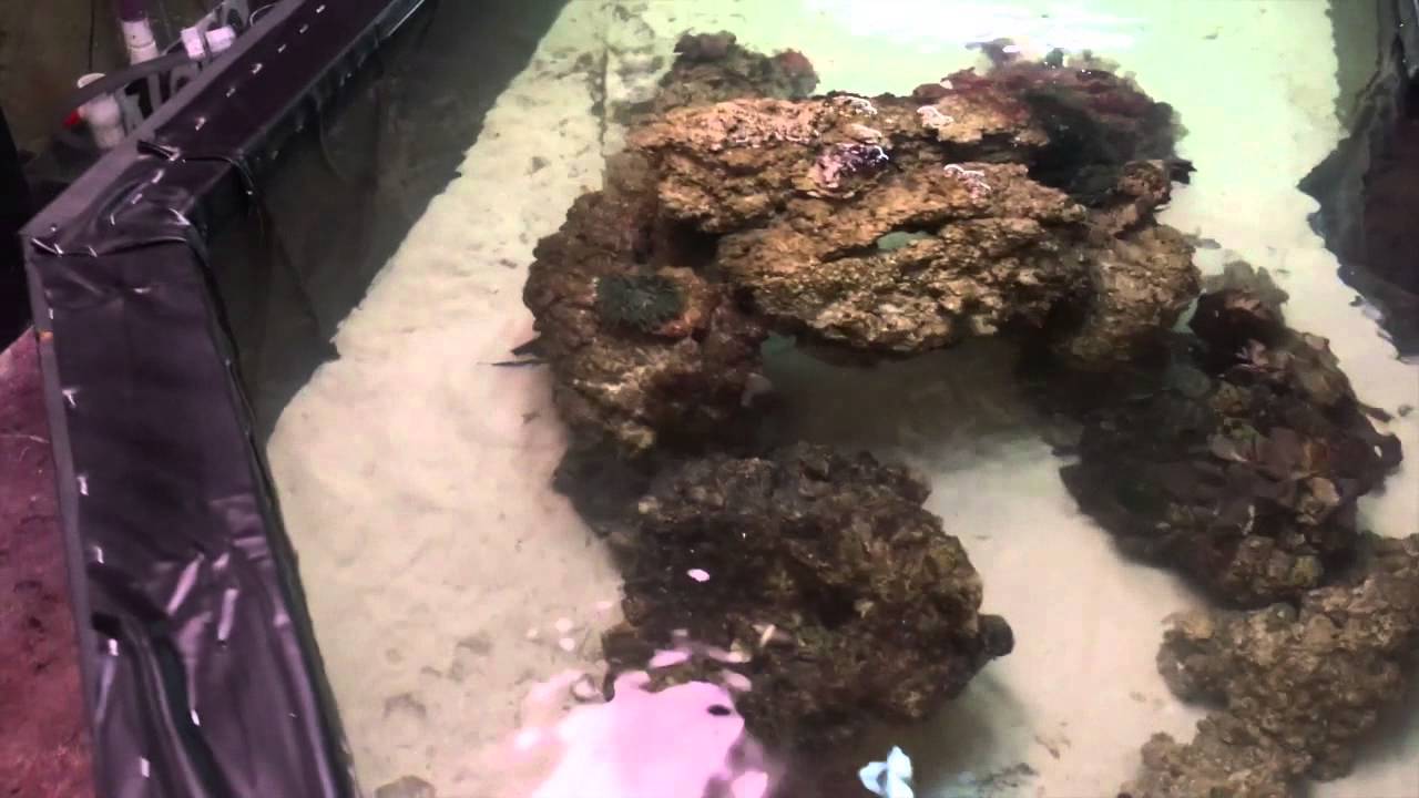 My DIY saltwater lagoon build in our basement - YouTube