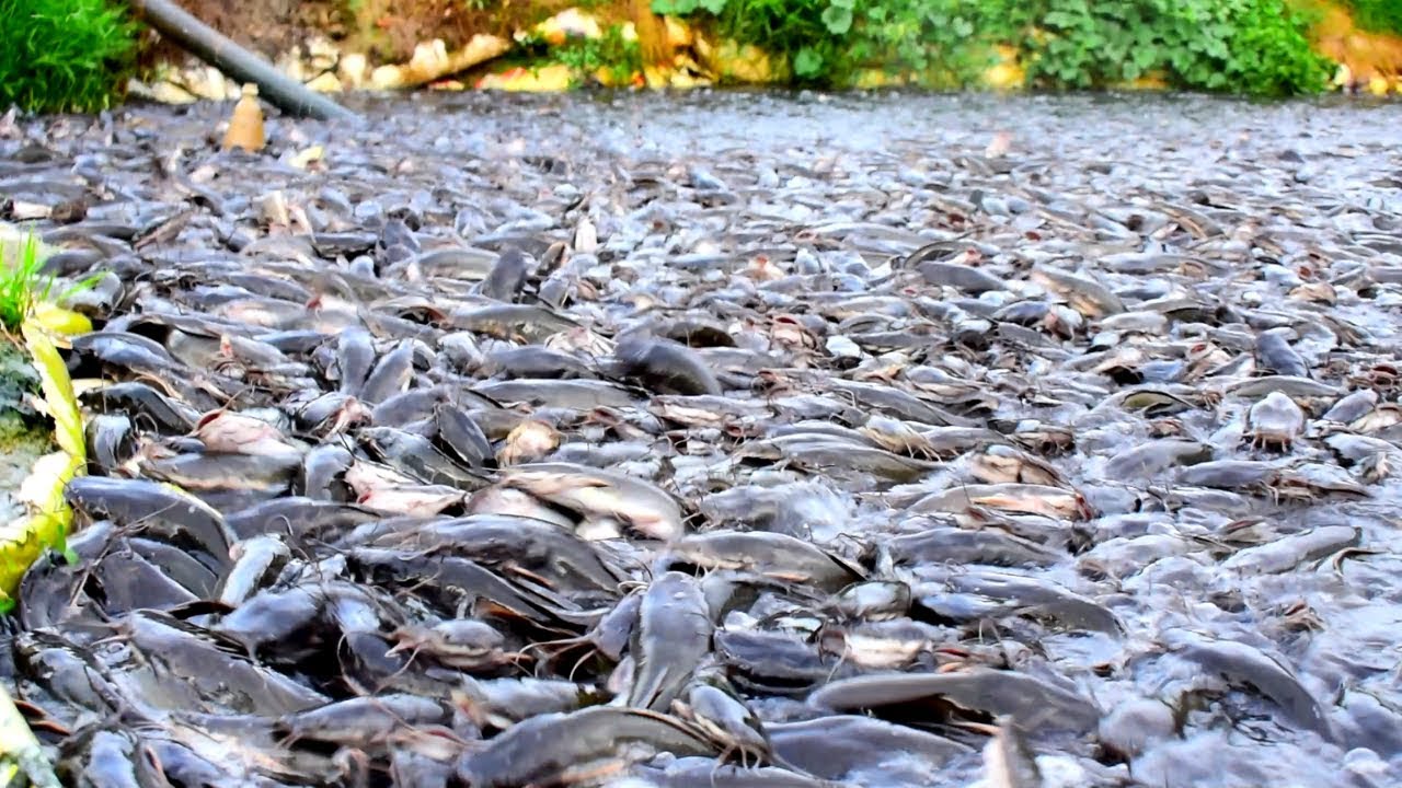 Floating Feed Eating Indian Hybrid Magur || Million Hybrid Magur In ...