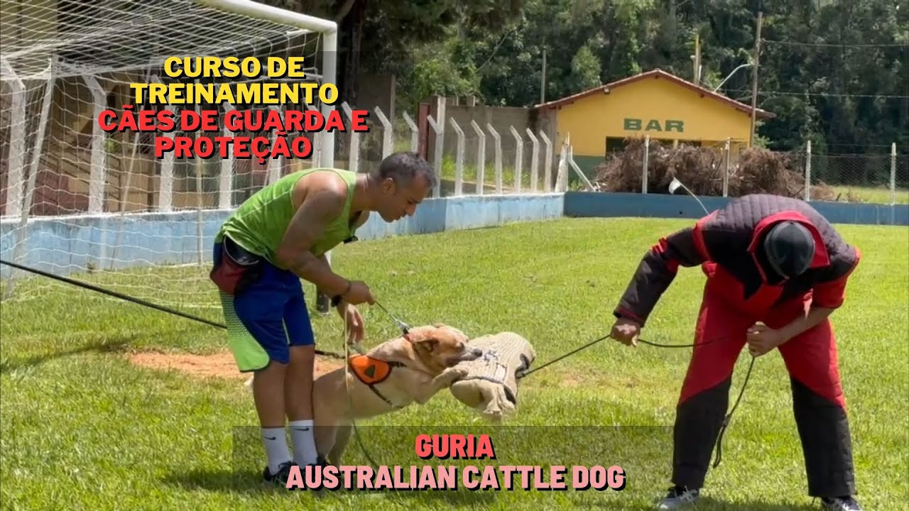 🔴 AUSTRALIAN CATTLE DOG GURIA: Cães de Guarda e Proteção | Glauco Lima ...