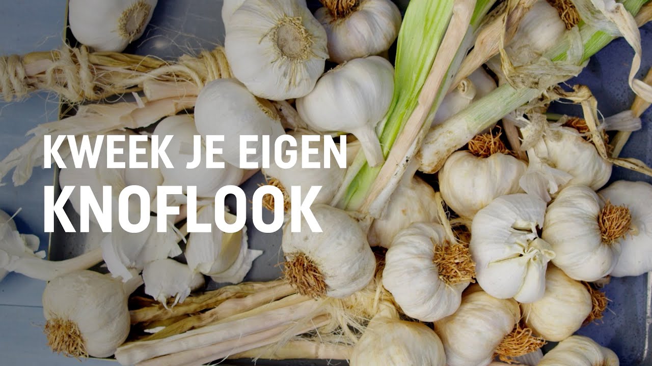 Knoflook kweken en oogsten | DIY video | Pokon: Groen doet je goed ...