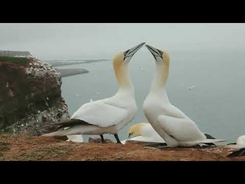 Northen Gannet (Morus bassanus)  🐦🕊️🦜