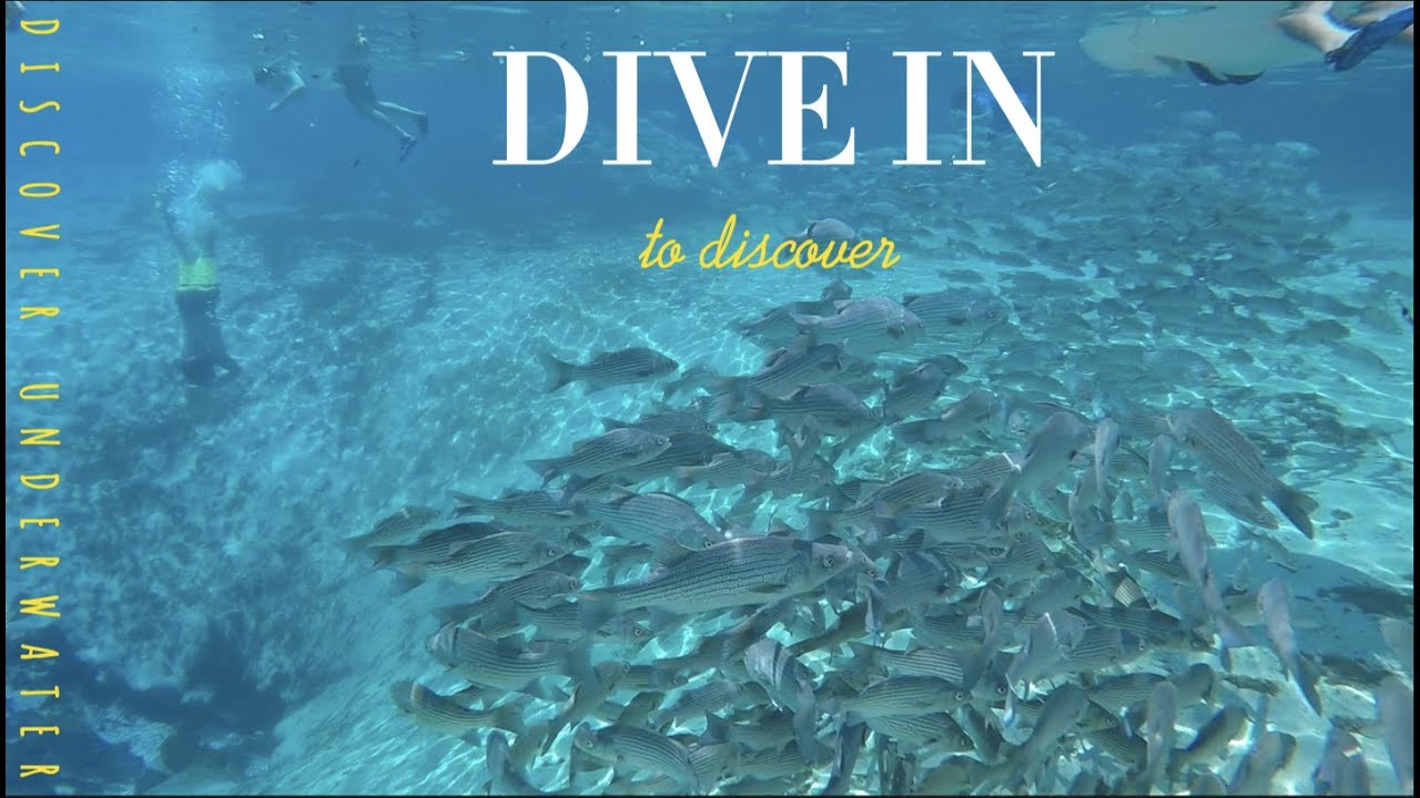 Underwater Living Creatures in Florida's Spring Water! Amazing Fish and ...
