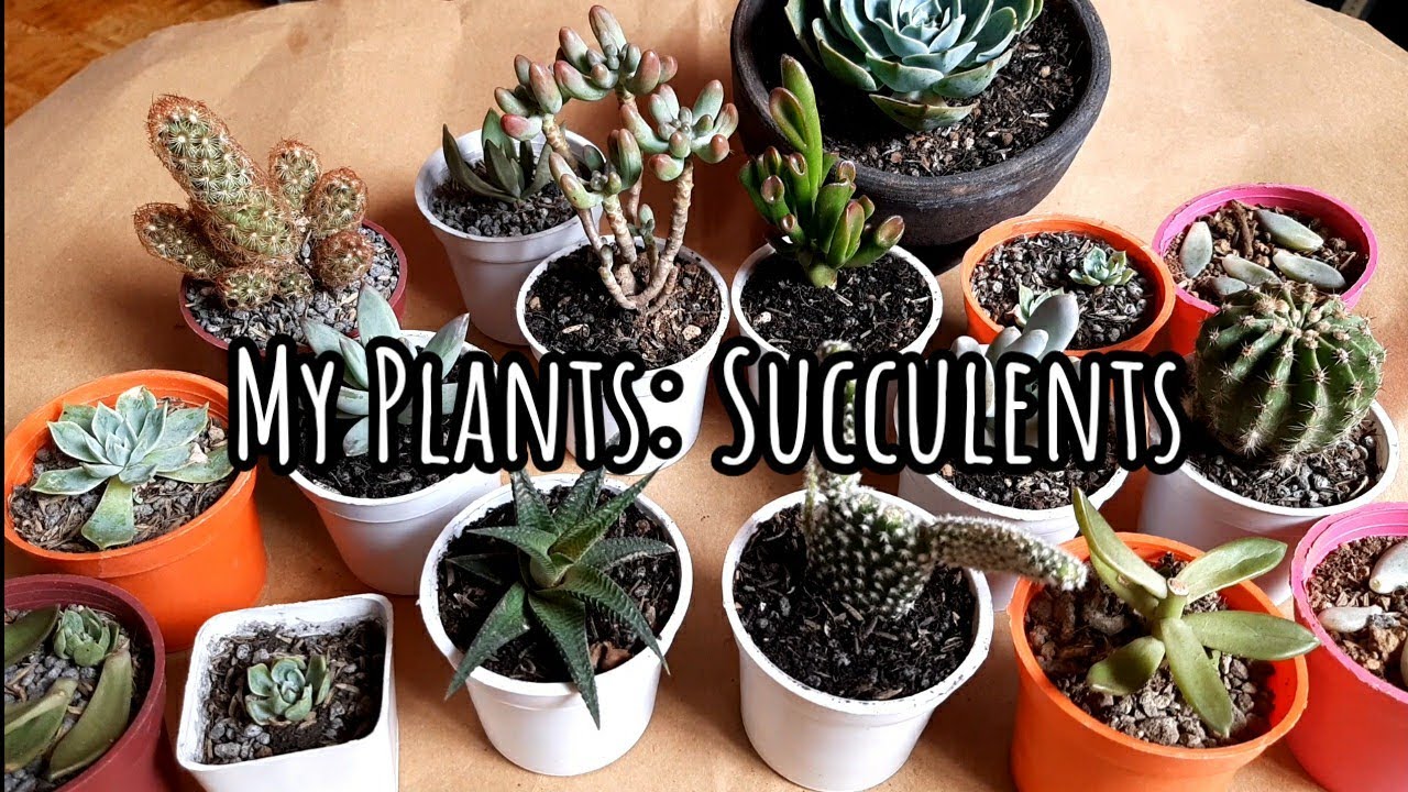 Introducing my plants: Succulents - YouTube