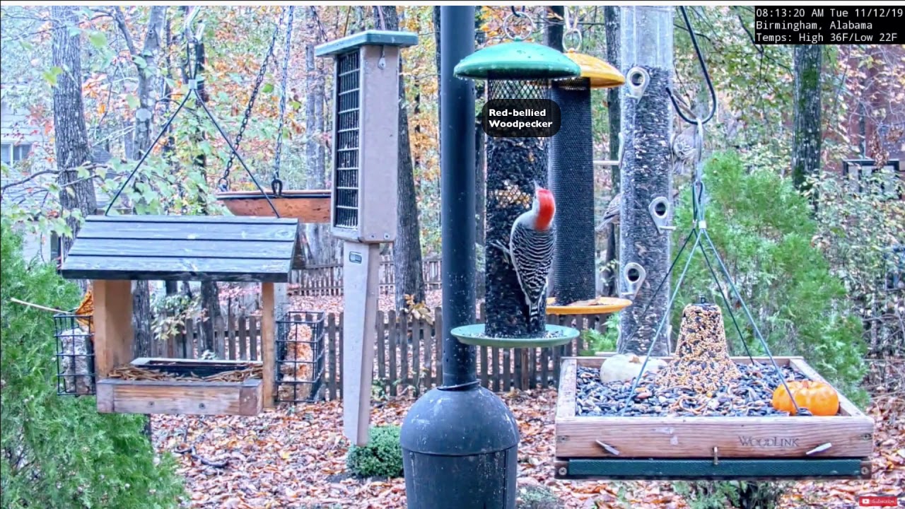11-12-19 Alabama Birds - Bluebirds and Woodpeckers - YouTube