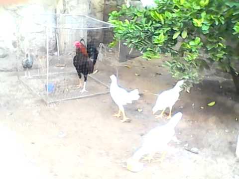 pollo cantando a los 3 meses - YouTube