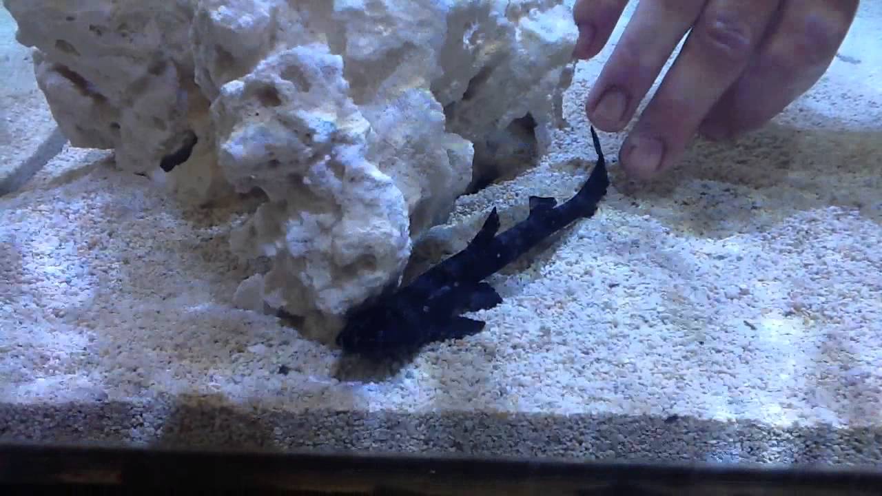 Shark Hatching - YouTube