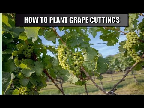 How to plant grape cuttings | अंगूर की कटिंग कैसे लगाएं - YouTube