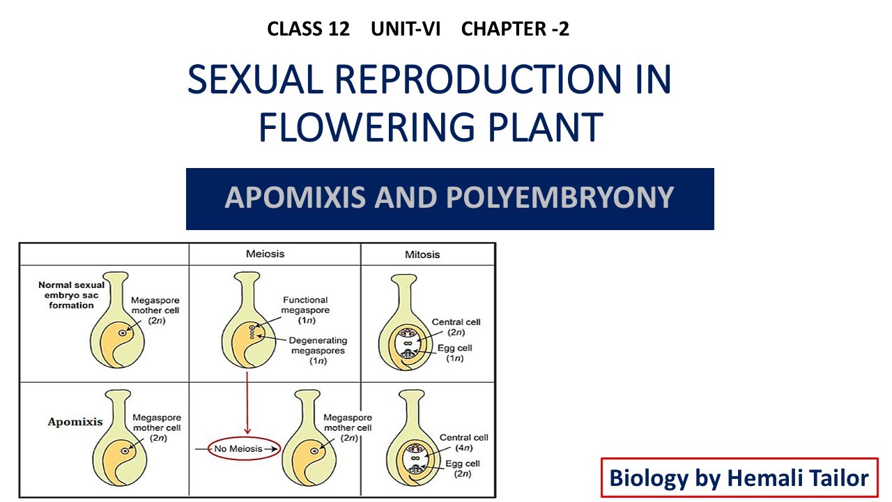 Class 12 | Apomixis and Polyembryony | Hemali Tailor - YouTube