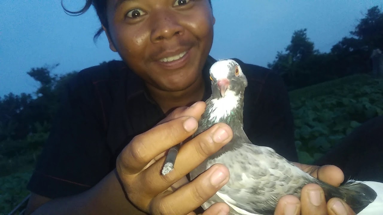 Tips memilih merpati tinggi - YouTube