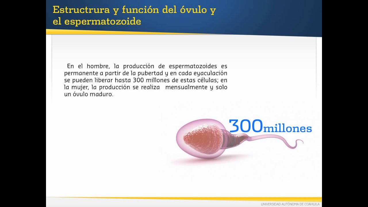 Estructura Óvulo Esperma - YouTube