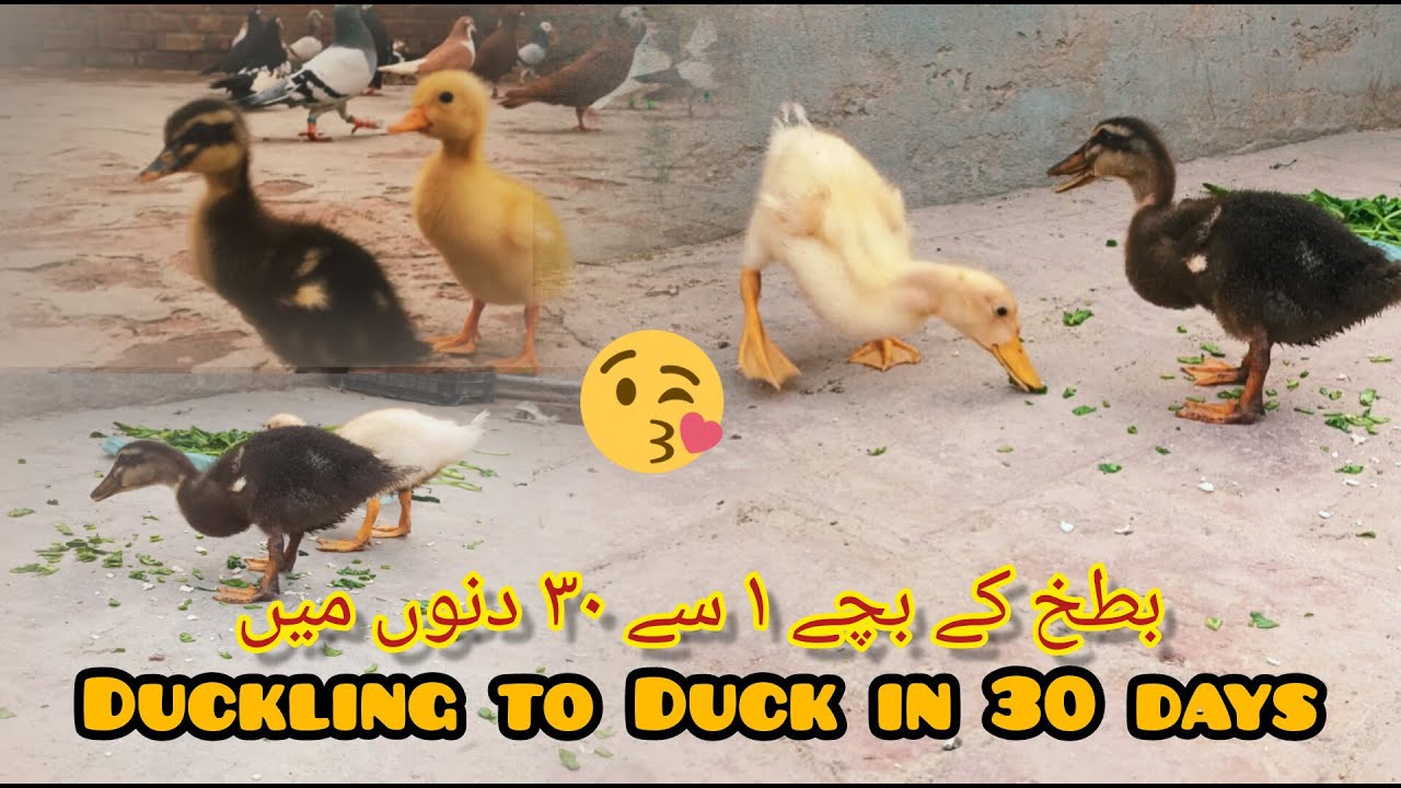 batakh ke bache 1 se 30 dino me || @shehrmaindihat #viral #foryou - YouTube