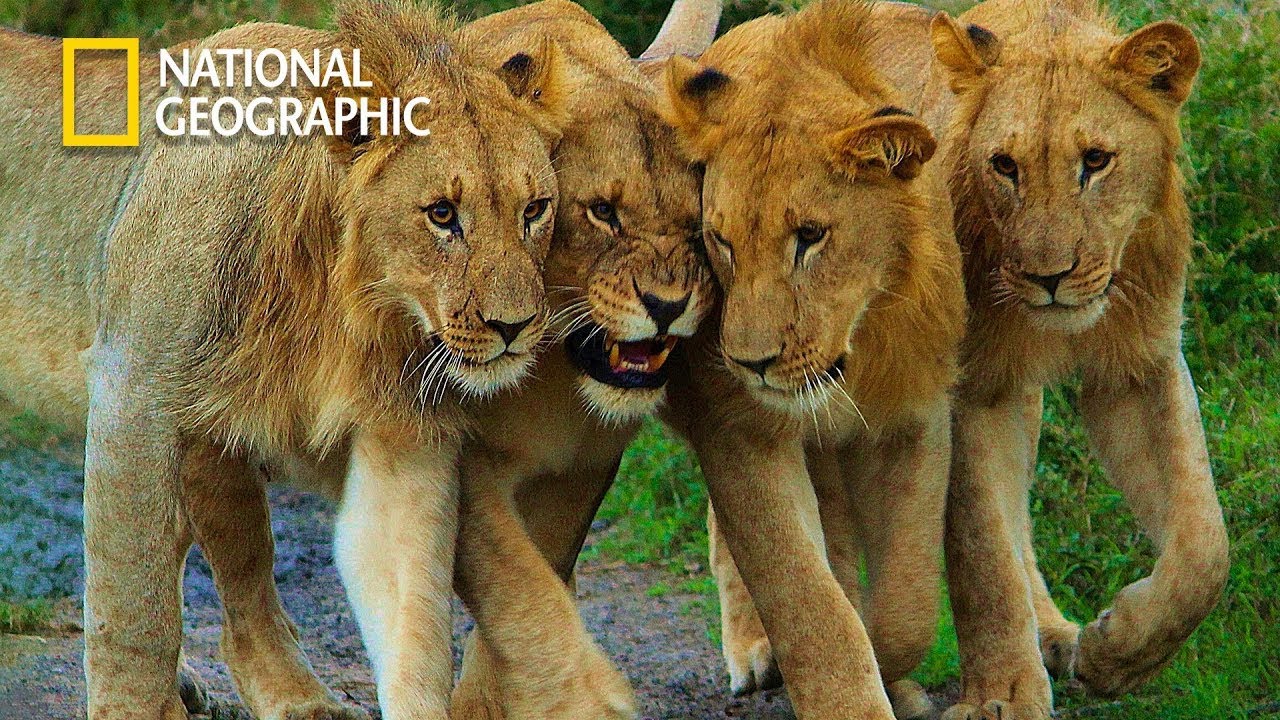 Africa Big Cat - Our Climate - Lion Pride Documentary | National ...