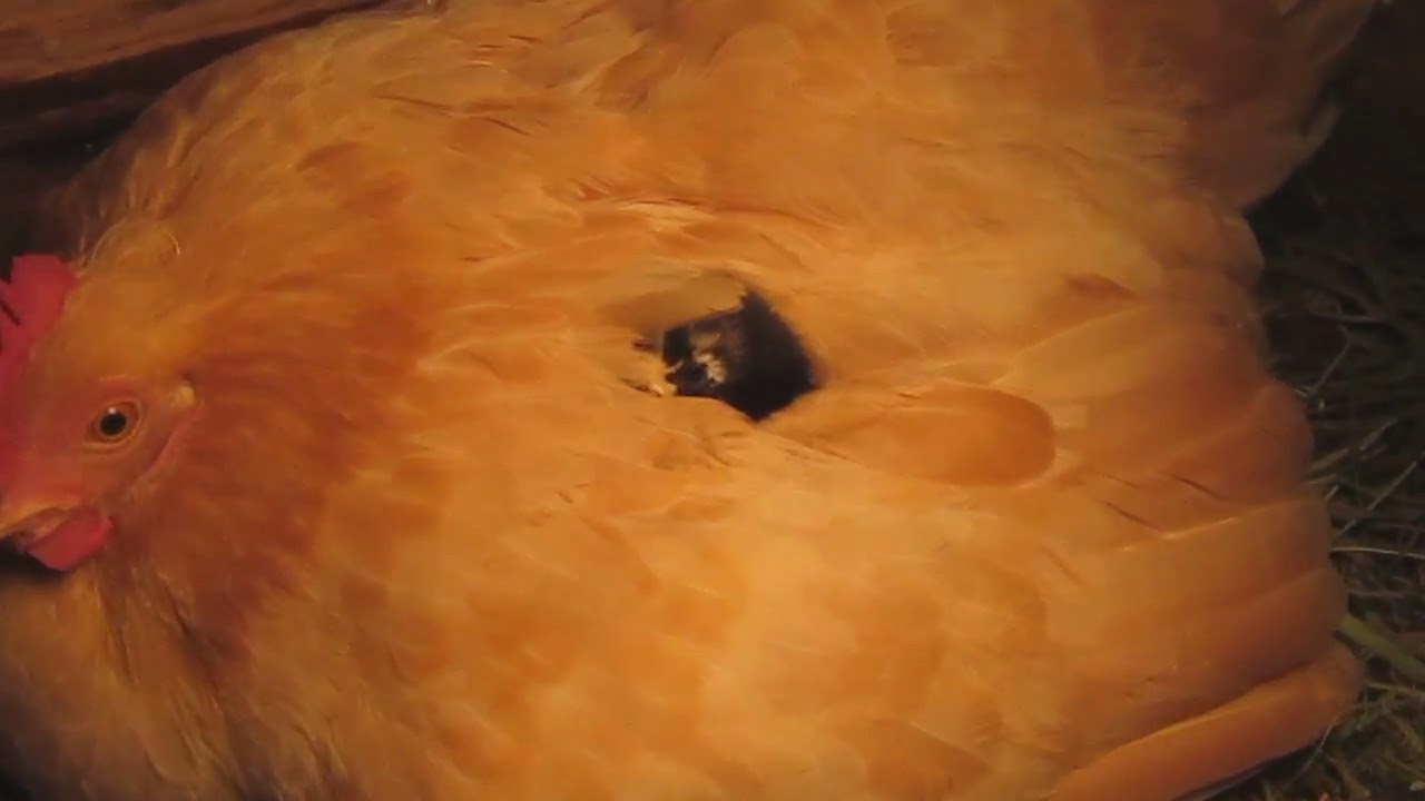 Newborn chicken baby likes to hide in mom's feather (Please read ...