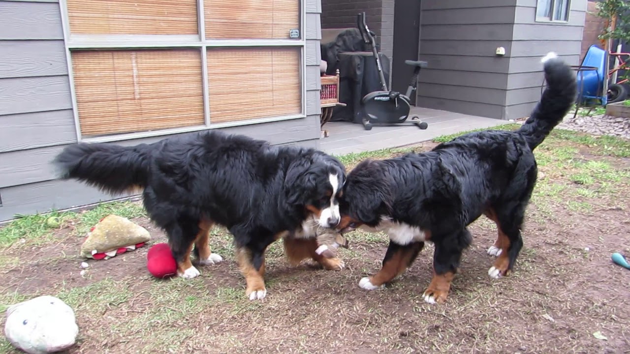 Bernese Tug Of War - YouTube
