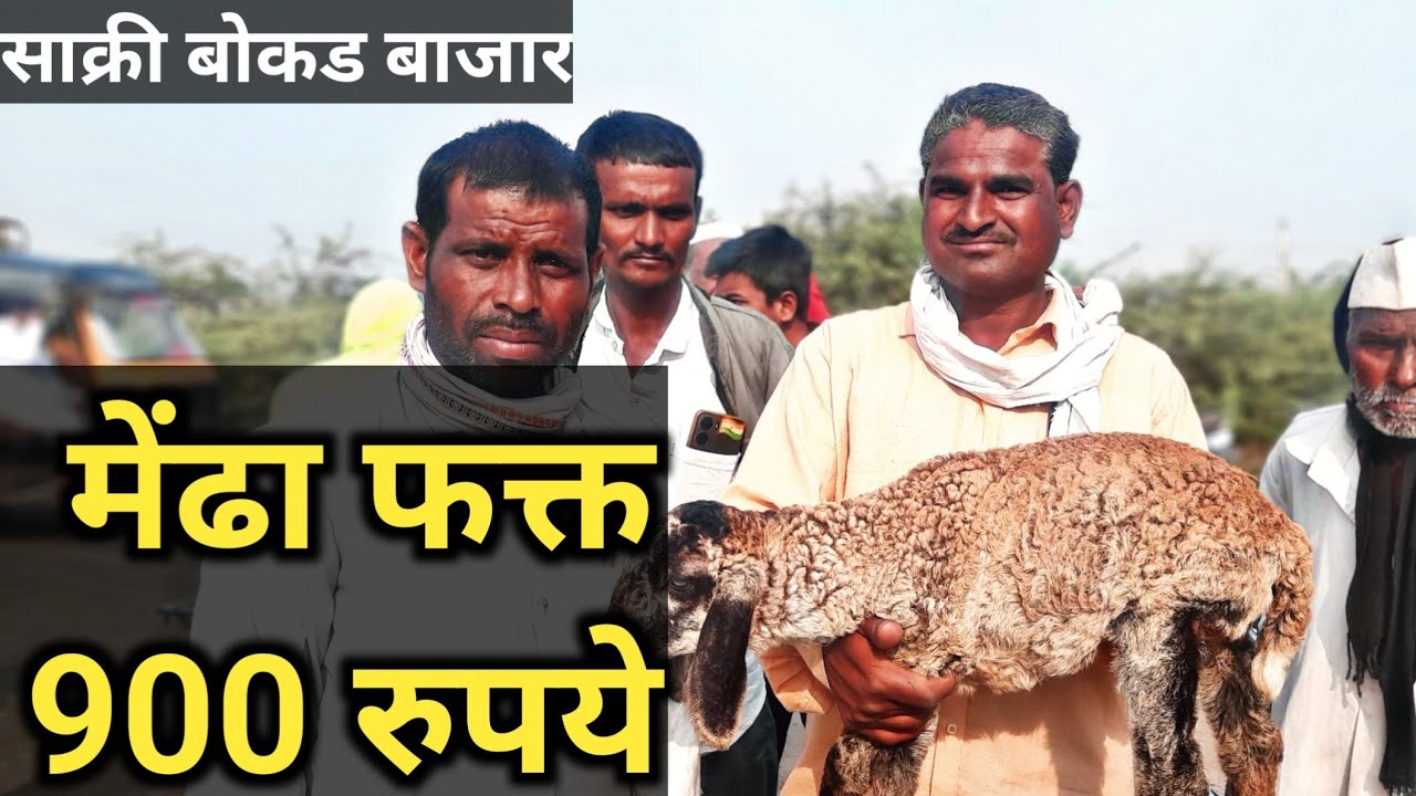 साक्री बोकड बाजार : bokad palan : बोकड पालन - YouTube