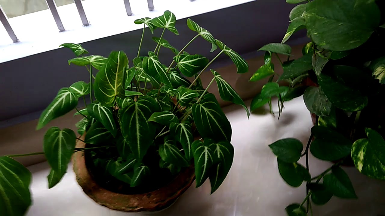My tarrce garden - YouTube