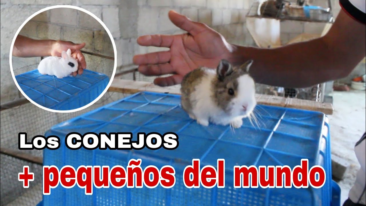 Los conejos más tiernos que he visto 🥺🐰 (VTG #16 GRANJA EMI) Pt:1 - YouTube