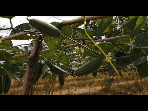 পটল চাষ, Pointed gourd, Patal cultivation - YouTube