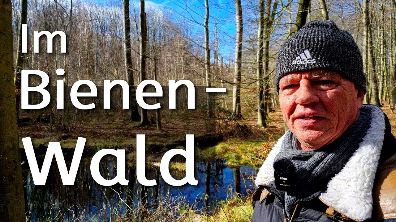 Der große Bienenwald - Baum des Jahres 2023 - die Moorbirke Betula ...