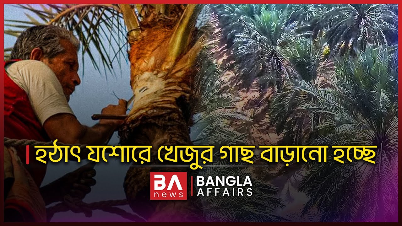 হঠাৎ কেন যশোরে খেজুর গাছ বাড়ানো হচ্ছে | Bangla Affairs Informative ...