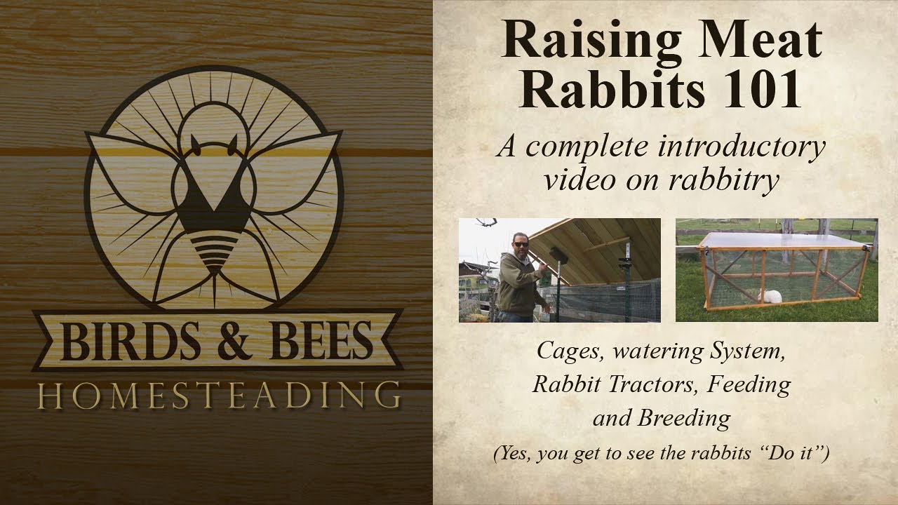 Meat Rabbits 101: A complete introductory video on rabbitry - YouTube