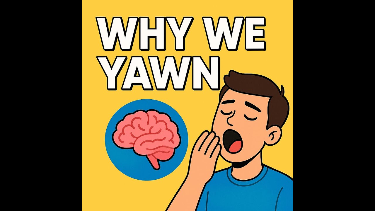 Why Do We Yawn? The Weird Science Explained in 3 Minutes - YouTube