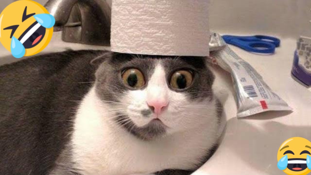Funny And Cute Cats Compilation 2020 Youtube