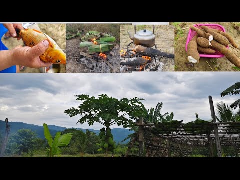 Keindahan di Kebun.Masak ikan hasil pancing dan ubi bakar.Tiba-tiba ...