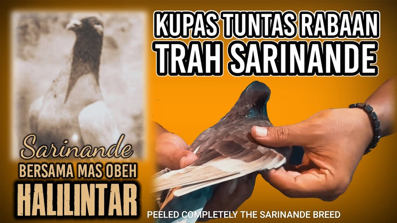 KUPAS TUNTAS RABAAN TRAH SARINANDE//MERPATI KOLONG/MERPATI LOVERS ...