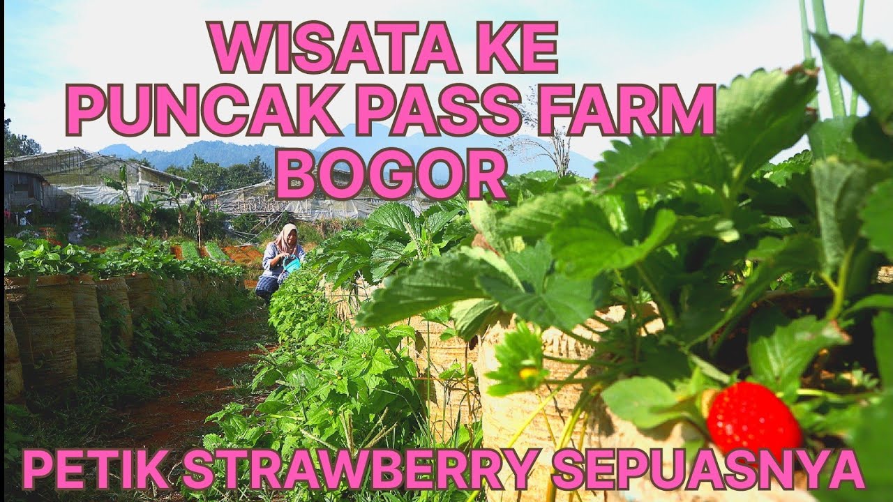 WISATA KE PUNCAK PASS FARM BOGOR KEBON STRAWBERRY #jalanjalan #puncak # ...