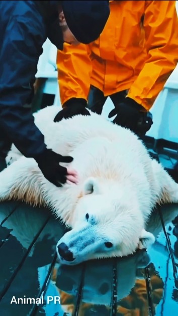 Incredible Polar Bear Rescue: Watch This Amazing Save! - YouTube