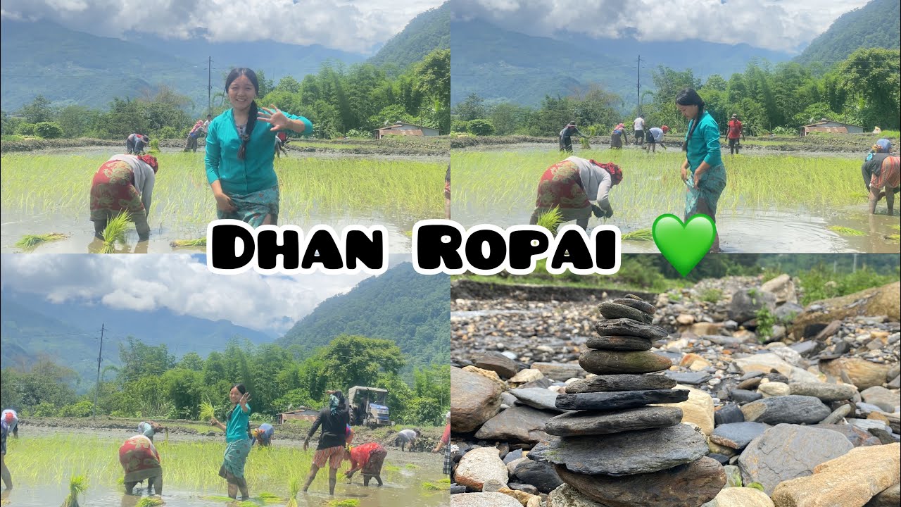 Dhan Ropai 💚🏡|| Ribhan gau ️|| Patikhola . - YouTube