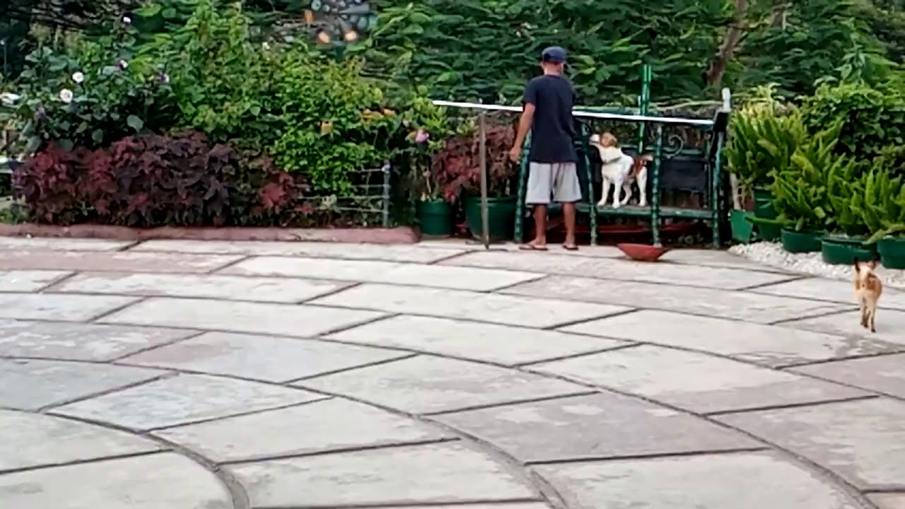 Si gardo dalisay ang aso marunong mgwalis - YouTube