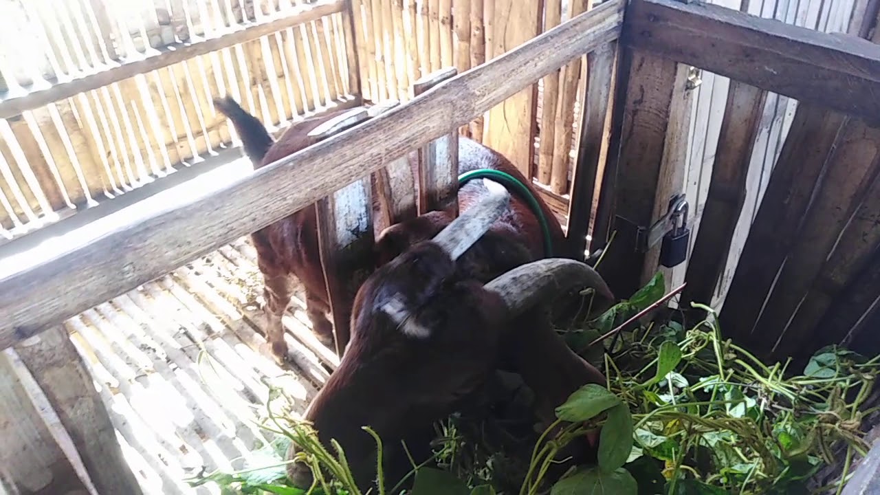 Goat Farm in the Philippines @Calatagan Batangas - YouTube