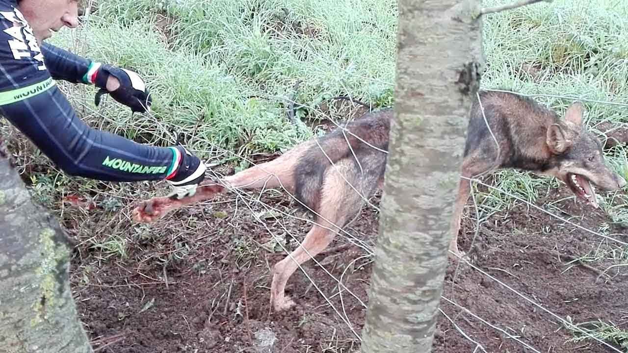 Trapped Wolf Almost Bites Rescuer After Nearly Being Set Free - YouTube