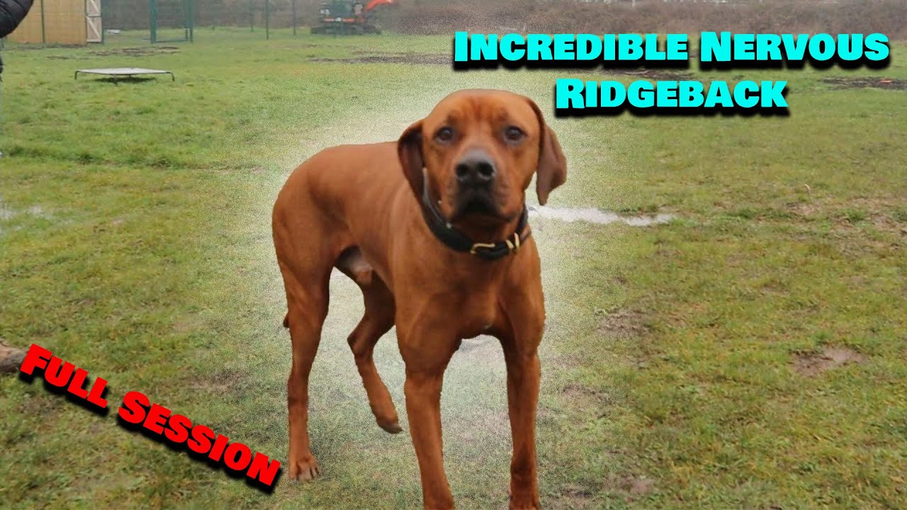 Incredibly Nervous Ridgeback - Dog Reactive and Confidence Building ...
