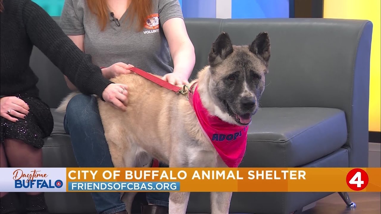 Daytime Buffalo: City of Buffalo Animal Shelter looking for rescue dog ...