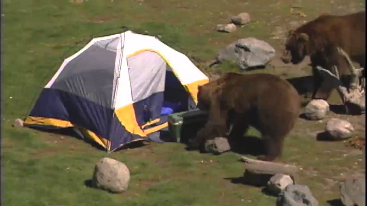 Wilderness and Bear Awareness Course Preview HD - YouTube