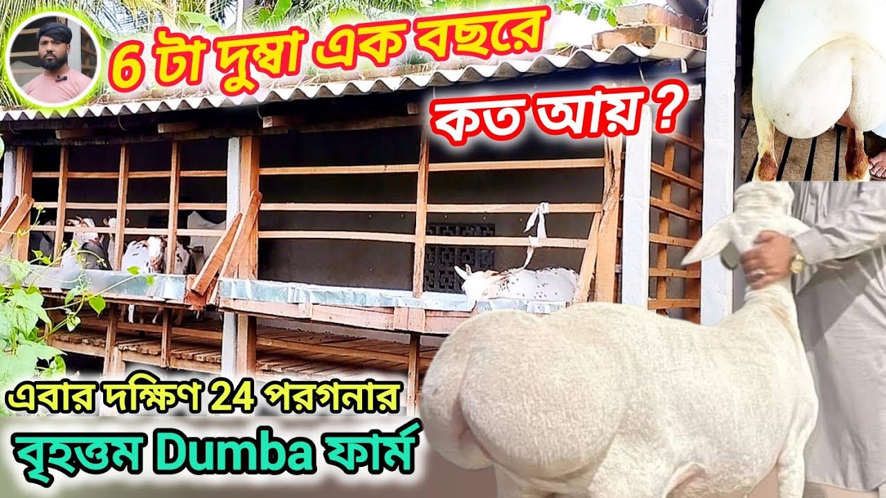 DUMBA || এবার দক্ষিণ 24 পরগনার বৃহত্তম দুম্বা ফার্ম | Dumba Farming ...