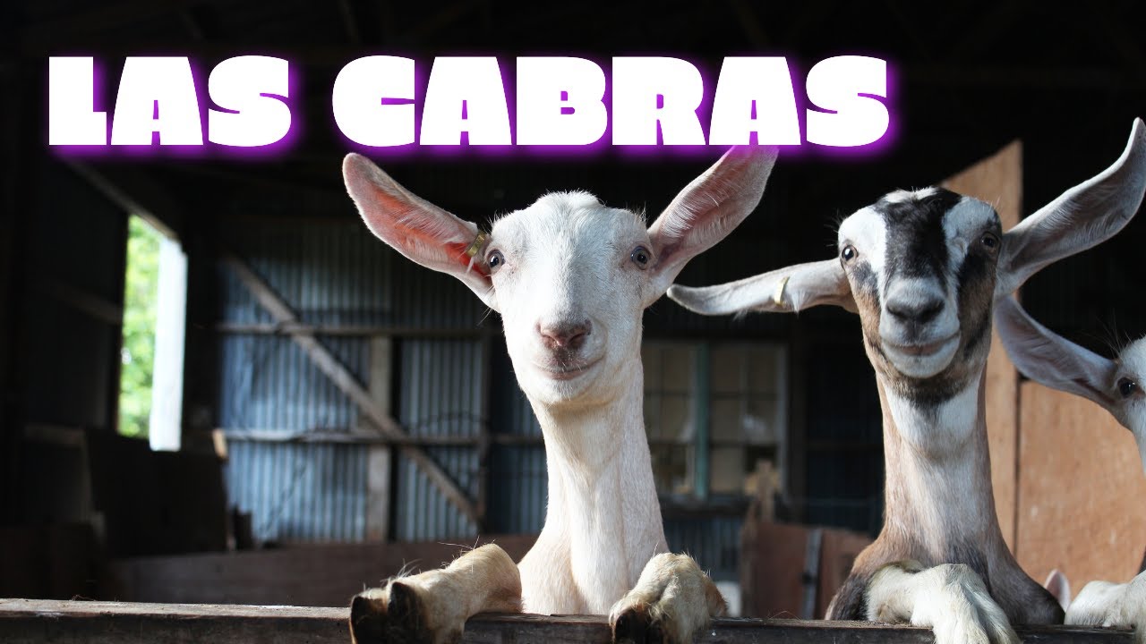 LAS CABRAS | Aprende los Animales para Niños - YouTube