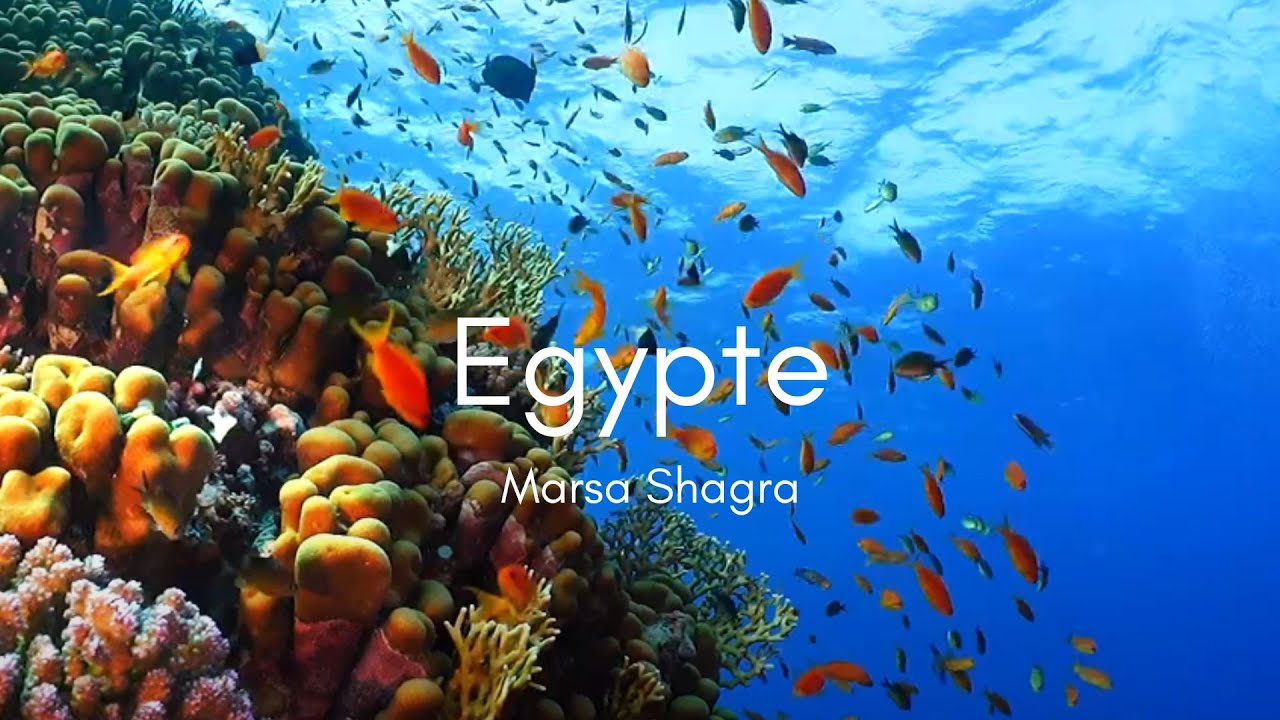 Egypte - Plongée à Marsa Shagra village avec Red Sea Diving Safari ...