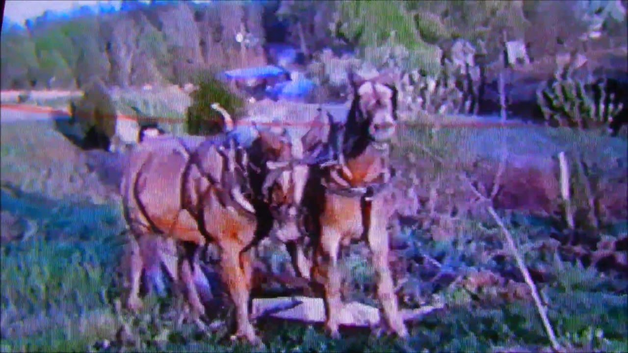Spring Ground Breaking with Some Kentucky Mules - YouTube
