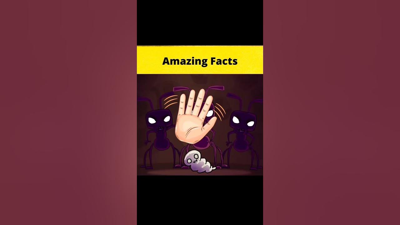 Best Facts YouTube best-facts-youtube